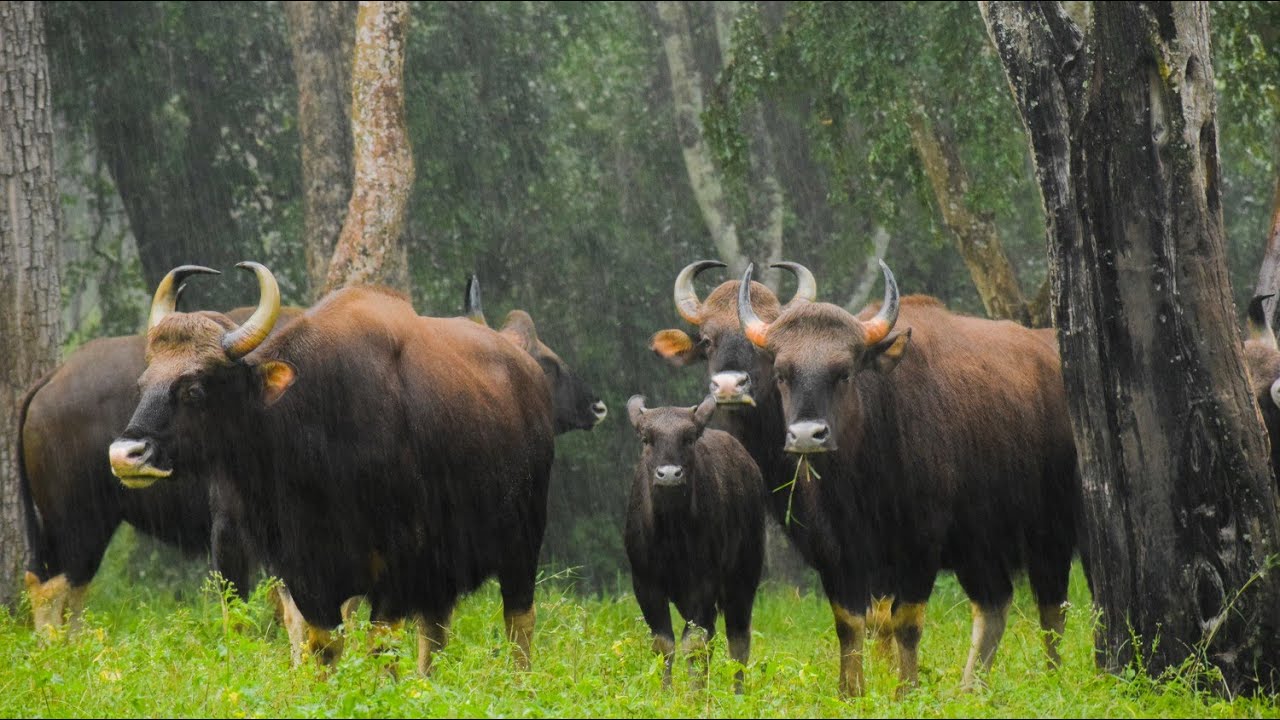 Indian Gaur animal at mudumalai tiger reserve-@wildlifezone115 - YouTube