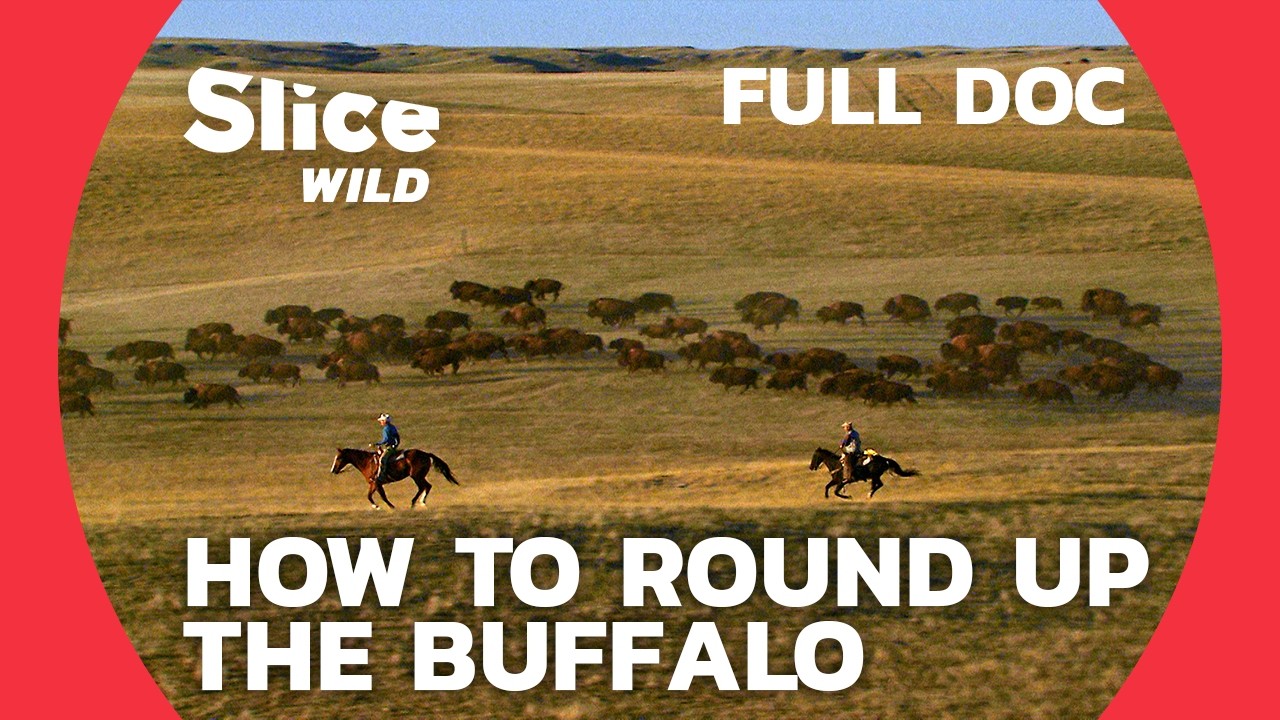 How To Round Up the Buffalo? | SLICE WILD | FULL DOC - YouTube