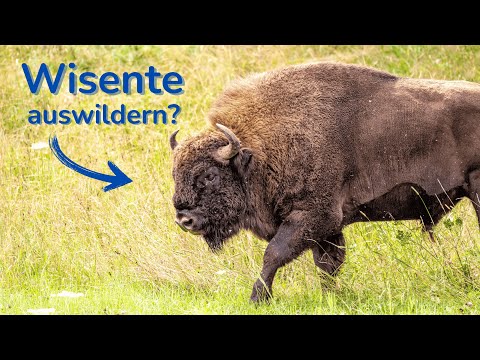 Die Rückkehr der Wisente? - Besuch beim Wisent Projekt Thal 🇨🇭🦬 - YouTube