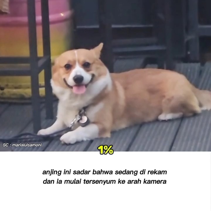 PROFESIONAL BET SI ANJING #animal #anjing - YouTube