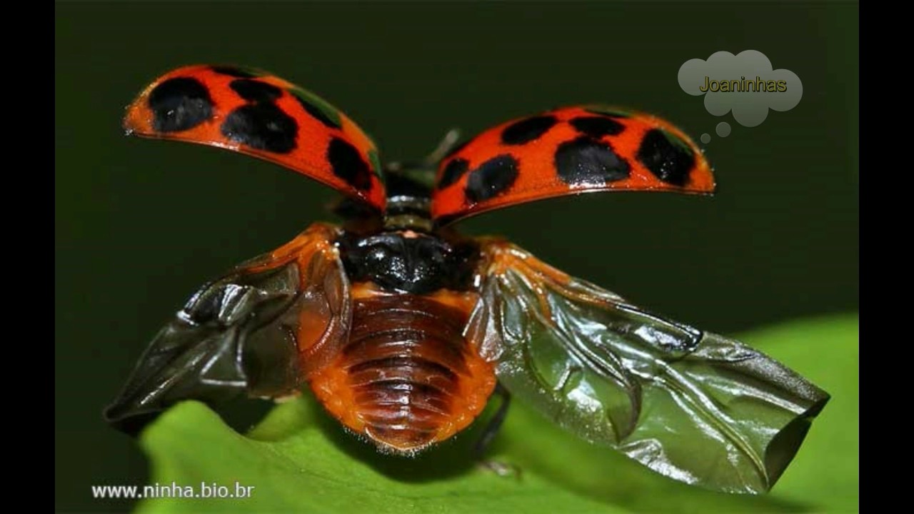 Aula 05 - Classe Insecta: Principais ordens - YouTube