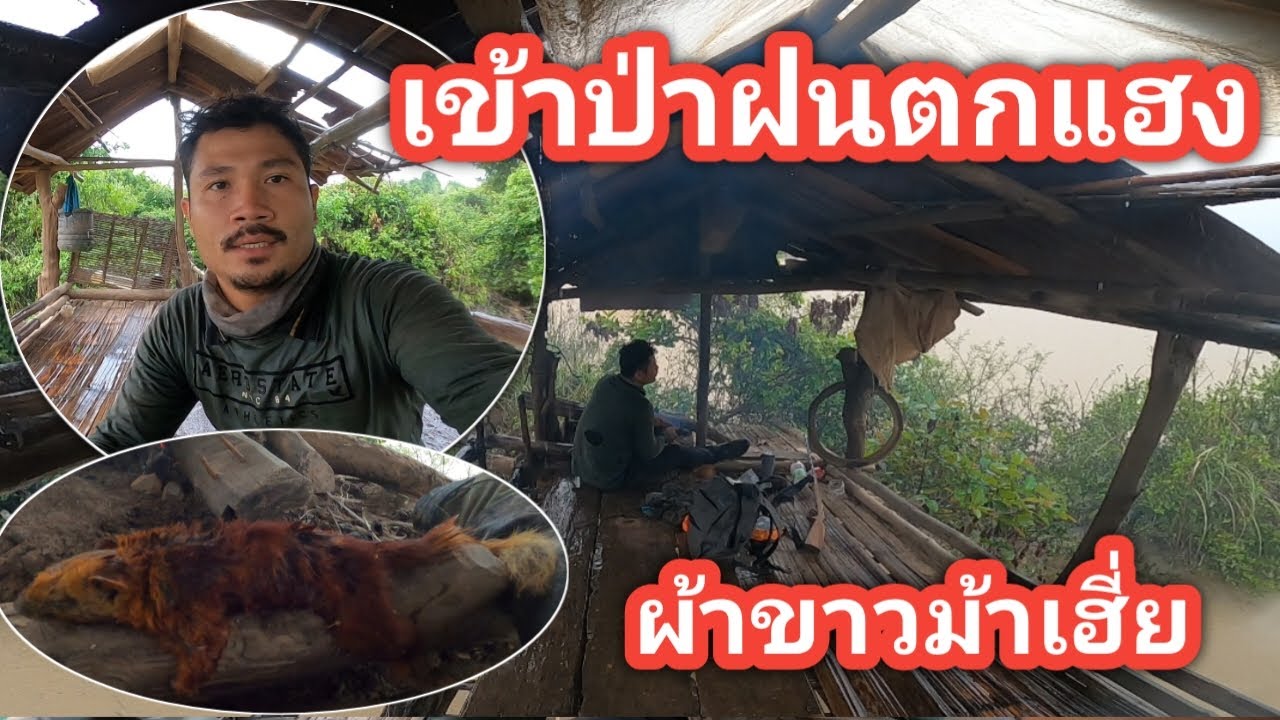 ເຂົ້າປ່າຄົນດຽວຝົນຕົກແຮງຜ້າຂາວມ້າເຮ່ຍ//เข้าป่าคนเดียวฝนตกแฮง-ผ้าขาวม้าเฮ ...