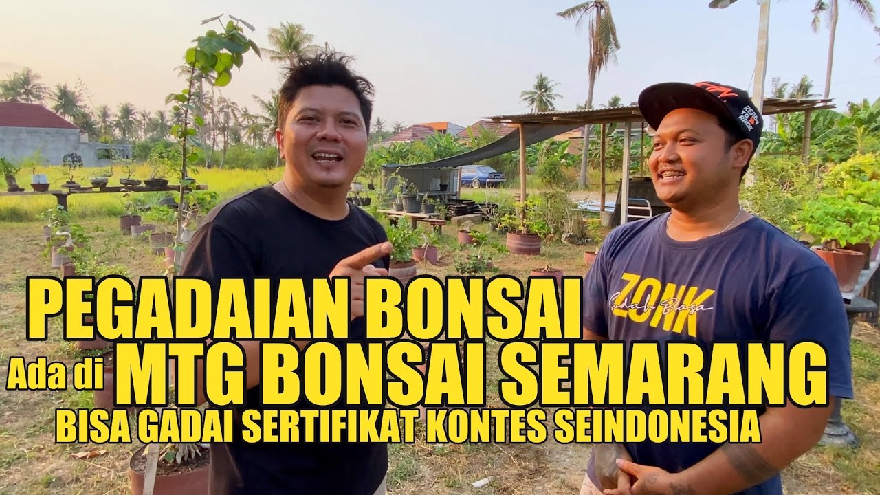 VIDEO #102 REVIEW HARGA BONSAI DI MTG BONSAI SEMARANG DAN BISA GADAI SERTIFIKAT BONSAI - YouTube