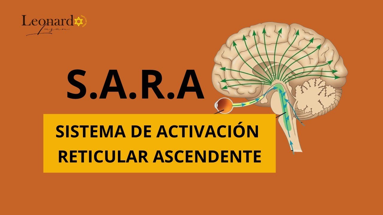 S.a.r.a Sistema Ativador Reticular Ascendente - RETOEDU