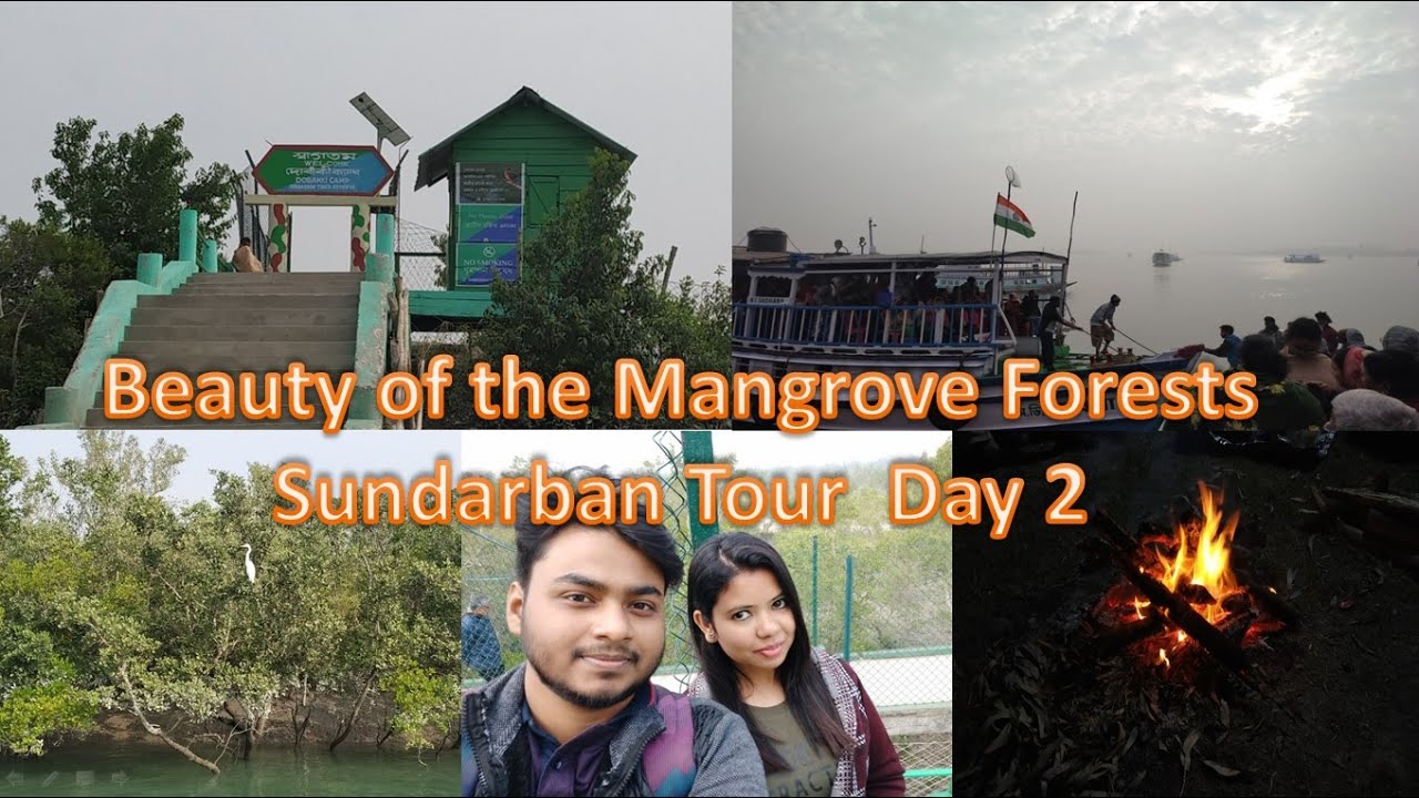 Beauty of the Mangrove Forests l Sundarban Tour Day 2 l Dobanki Watch ...