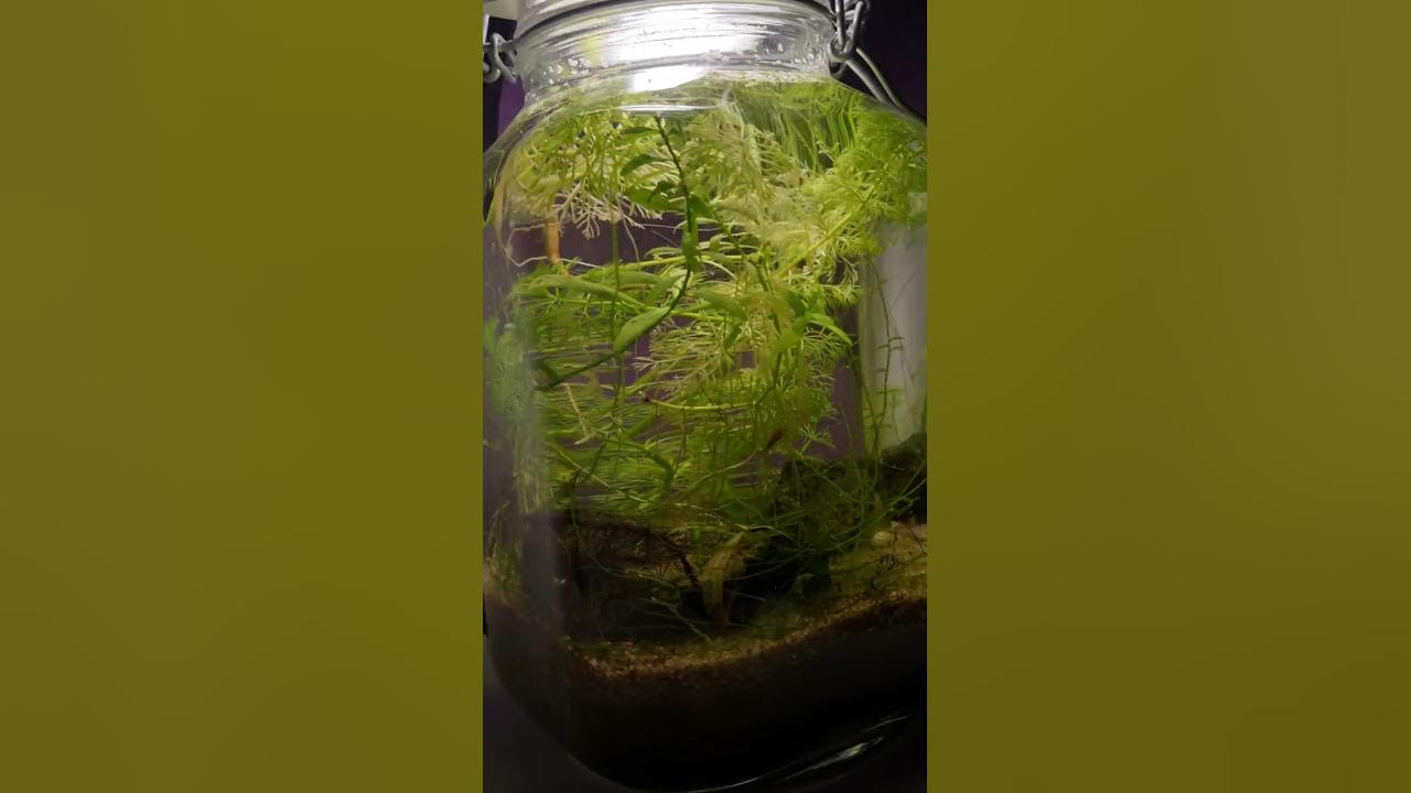 Ecosphere in a 3L jar at 8 months - May 2023 - YouTube