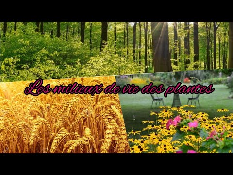 Des plantes dans leurs milieux - YouTube