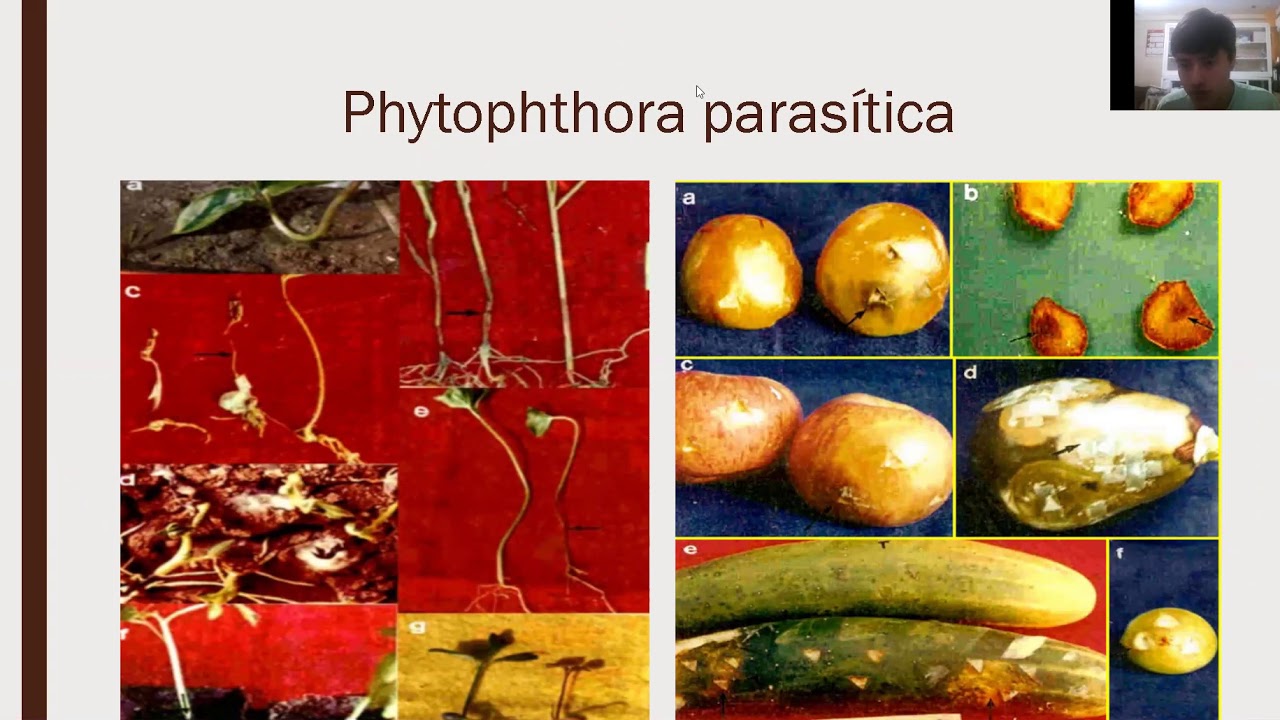 Mazorca negra o Phytophthora cacao - YouTube
