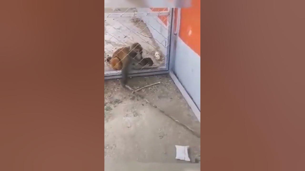 Clever Monkey YouTube clever-monkey-youtube