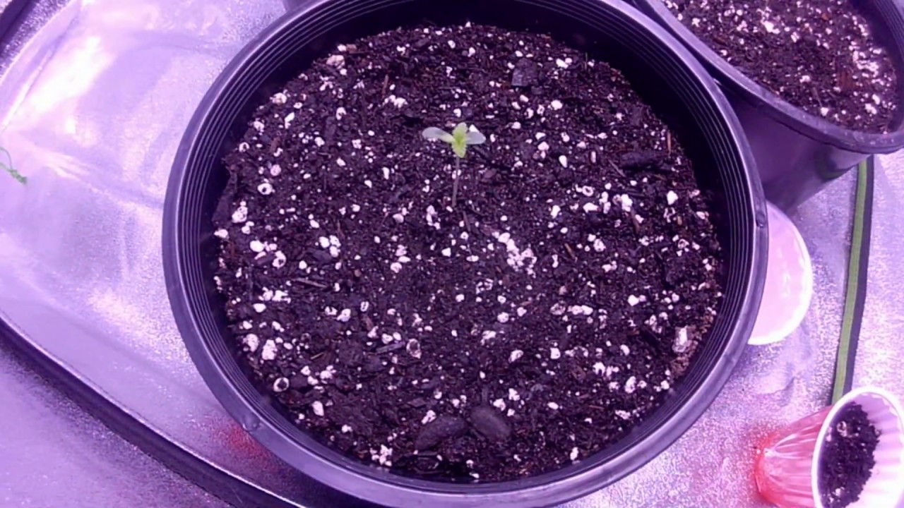 RUNTZ F1 DURB GUSHERS - YouTube