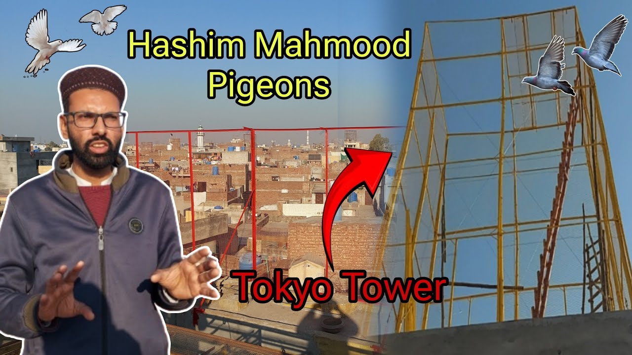 Hashim Mahmood pigeons 25 fil oncha jaal #zkpegiongallery - YouTube