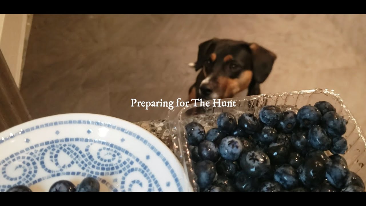 Beagle Hound Puppy On The Hunt For Blueberries - YouTube