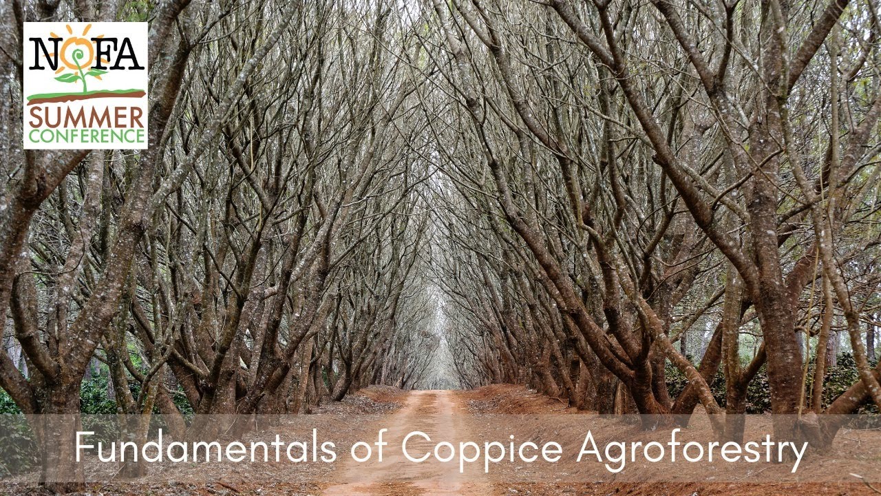 Fundamentals of Coppice Agroforestry with Dave Jacke - YouTube