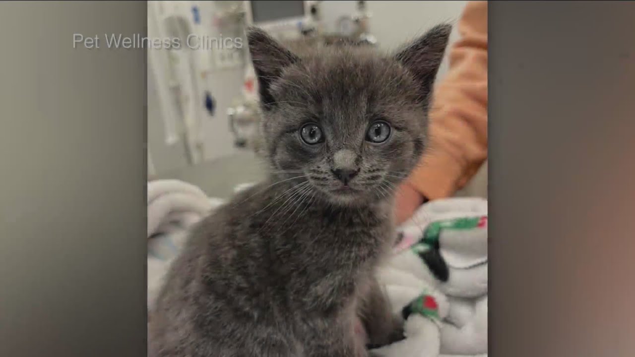 Indy vet educates us on health issues specific to cats - YouTube