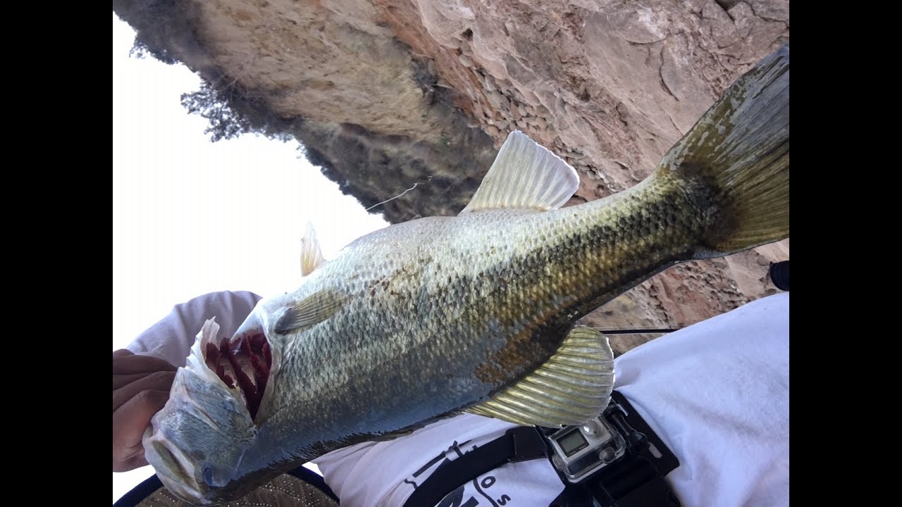 Catching Shad and Bass at Castaic Lake - YouTube