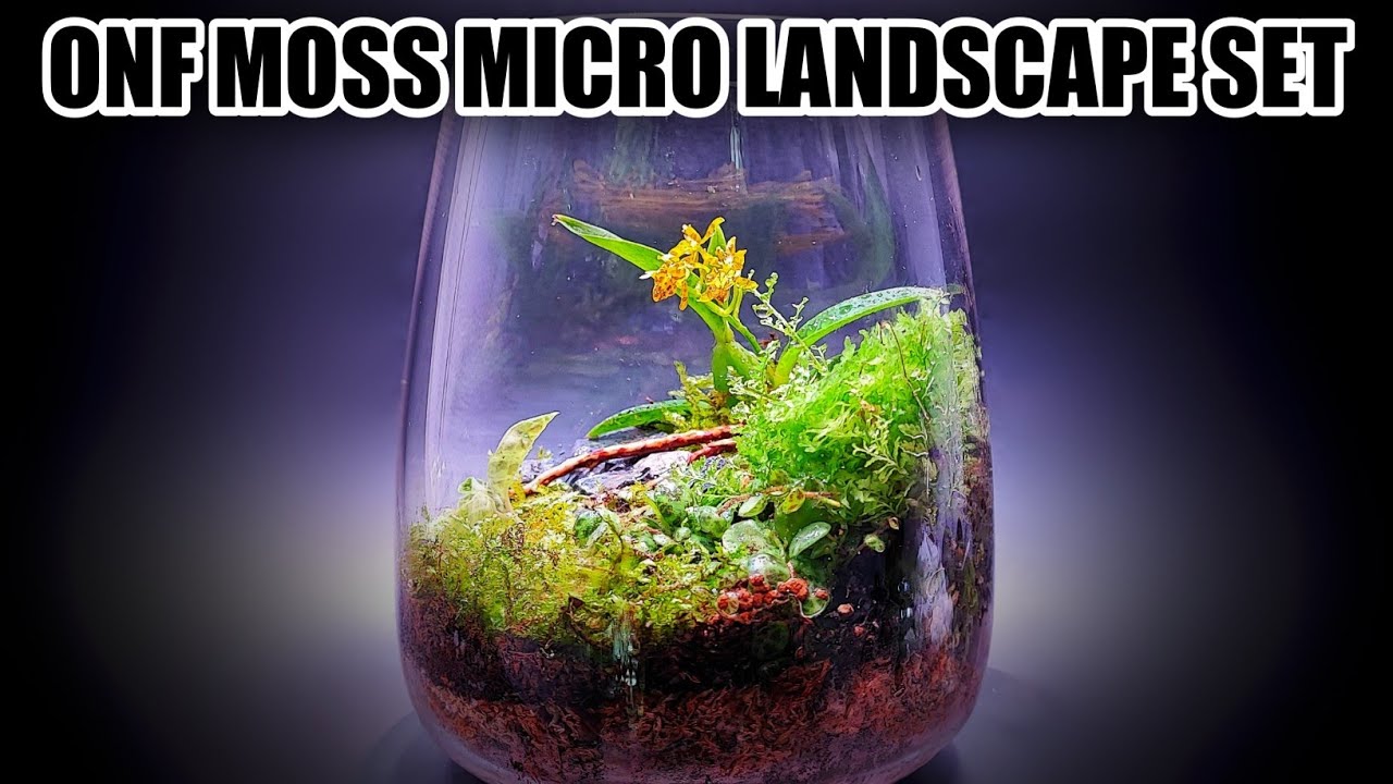ONF Moss Micro Landscape Set - YouTube