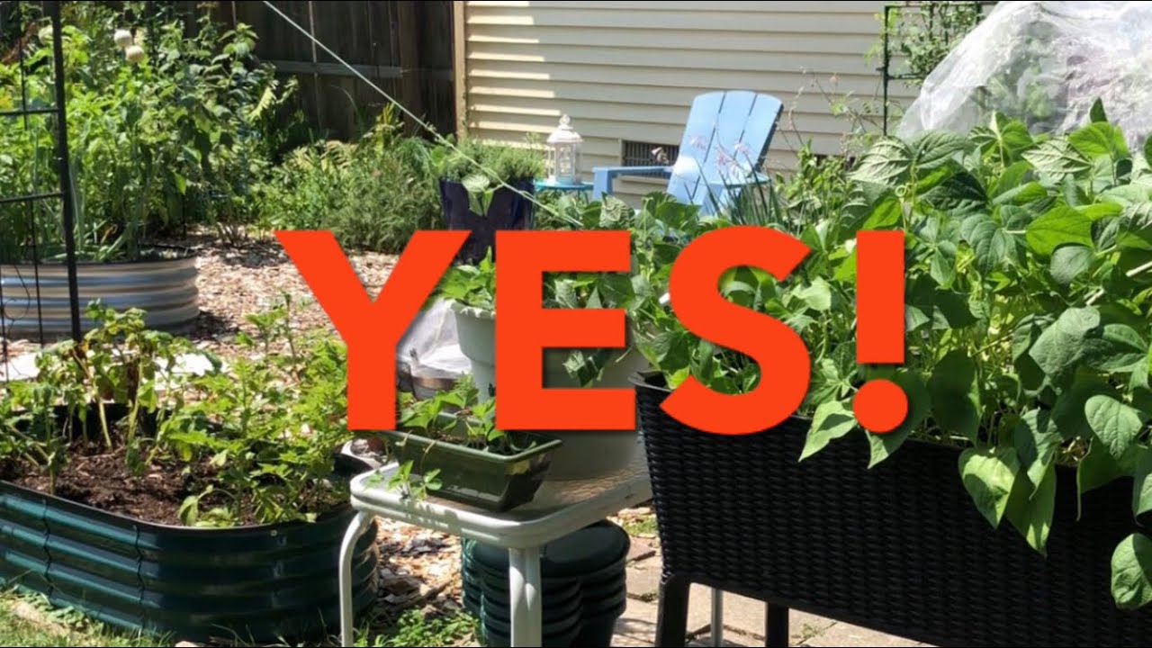 Yes, I can grow enough food in my kitchen garden—Vertical and High ...