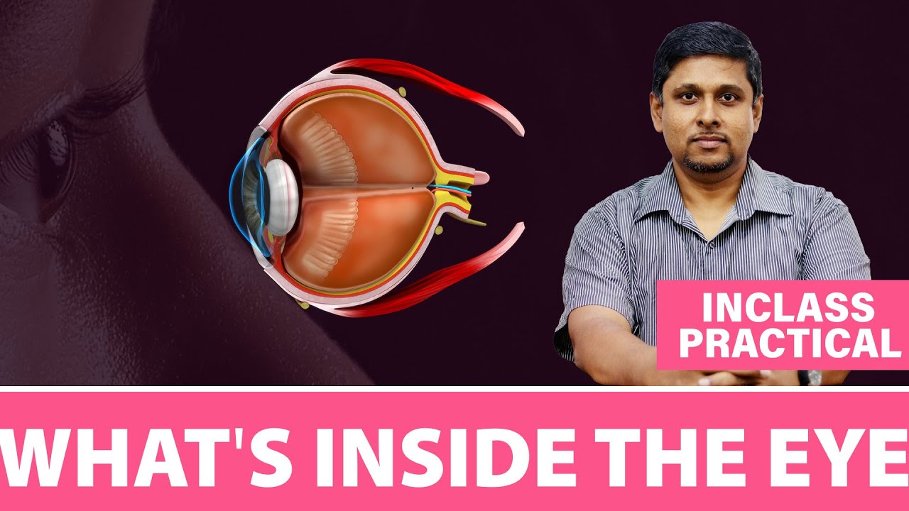 What's inside Eye with a real bull's eye | Biology - YouTube