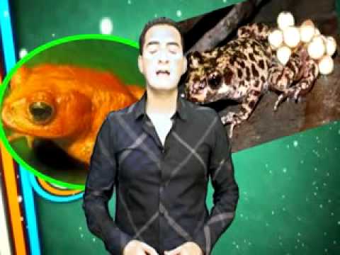 77 ALLAH'IN GÜZELLİKLERİNDEN BİR DEMET EBE KARA KURBAĞASI xvid