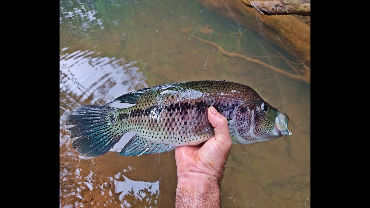 Guapote de media vara y un dia en el rio - YouTube