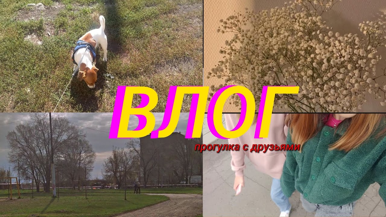 влоггуляю с друзьямисобакой♡ Youtube