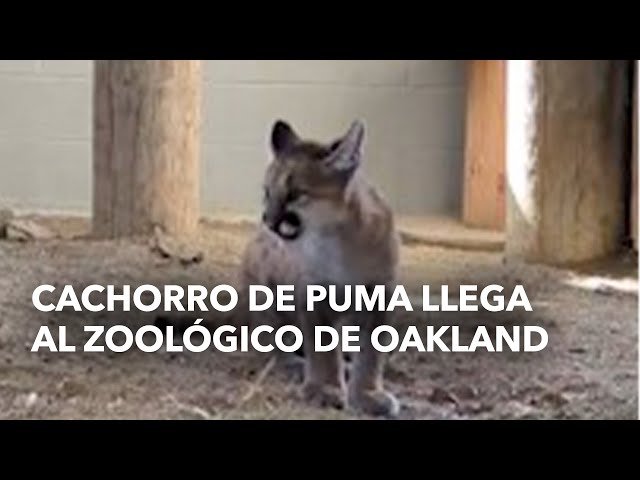 Memes El Puma ESTAS MUY BONITA PUMA RODRIGUEZ On Make A GIF