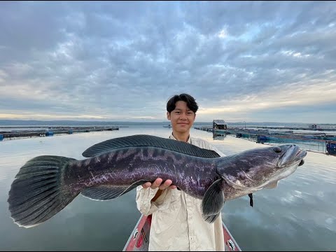 Father & Son Wild Snakehead Toman Fishing Thailand 2023- BKKGUY - YouTube