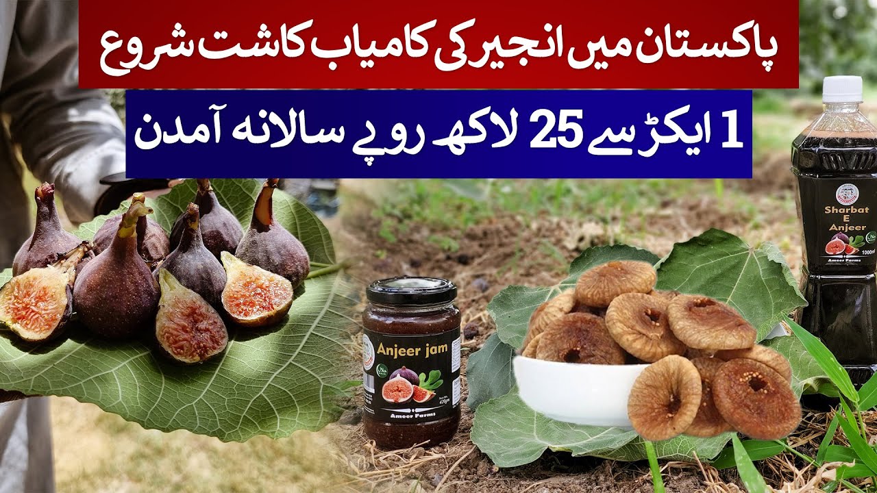 Fig Cultivation in Pakistan can give Rs 2.5 Million / acre income ...