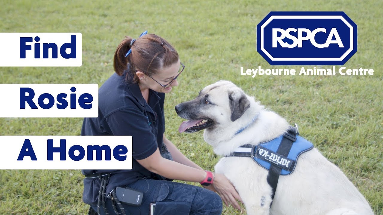 Help Rosie Find A Home - RSPCA Leybourne Animal Centre - YouTube