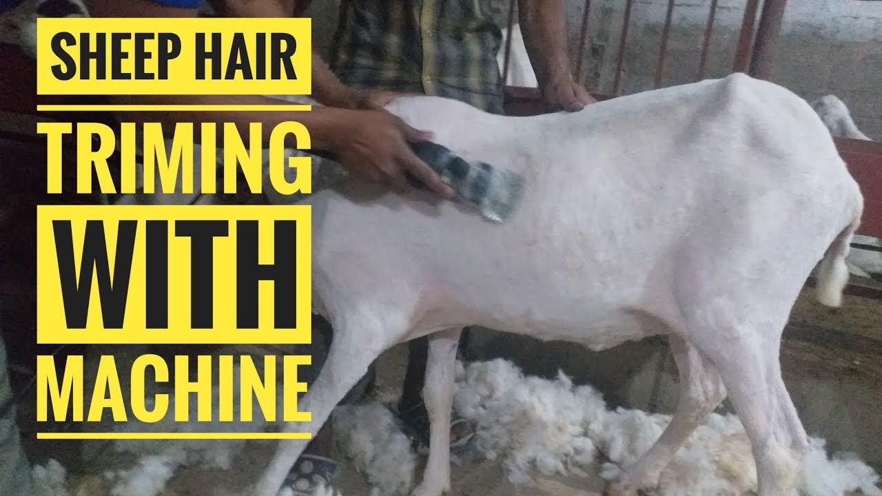 Sheep Hair Triming shearing with Machine Abdul Qadir Goat Farm - YouTube