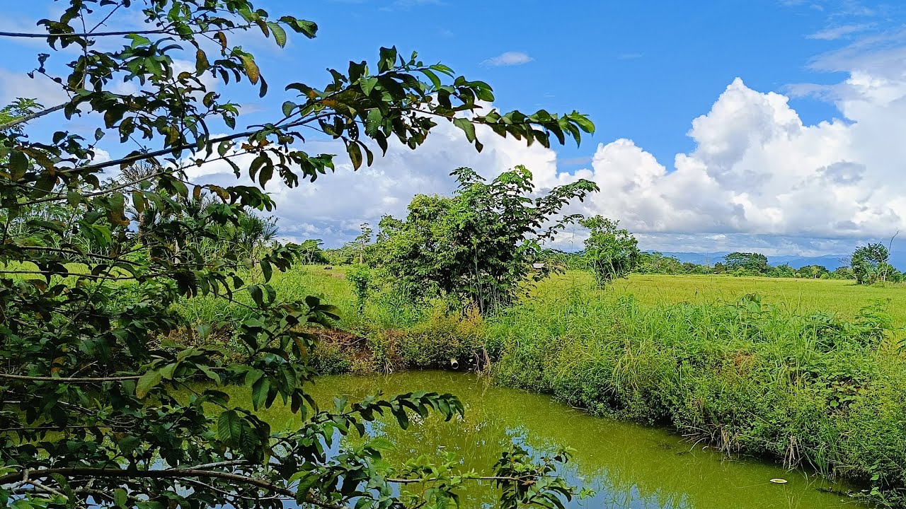 A VERY GOOD WEATHER TODAY, HAVE A GREAT DAY EVERYONE #happy #farming ...
