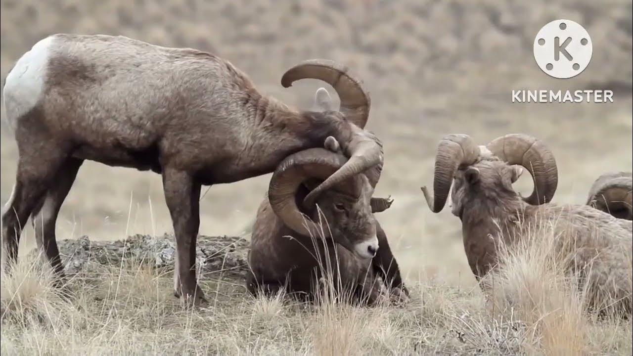 Big Horn Bash | Bighorn Rams Head Butting Rams Battle for Right to Mate#best Ram fight - YouTube