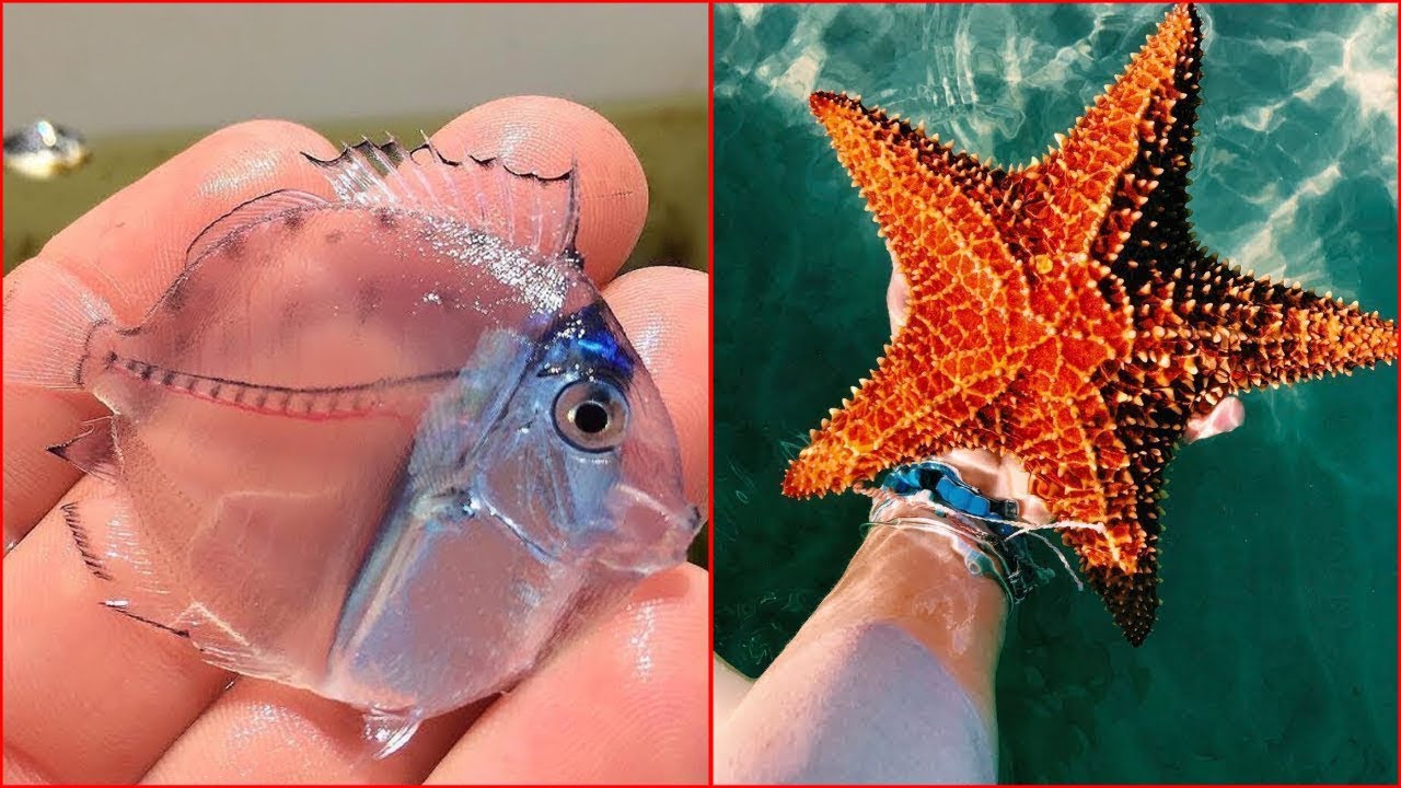 Fishermen Catch Sea Monsters 🦑🦀 ASMR Relaxing (Catch Shark, Fish, Clam ...