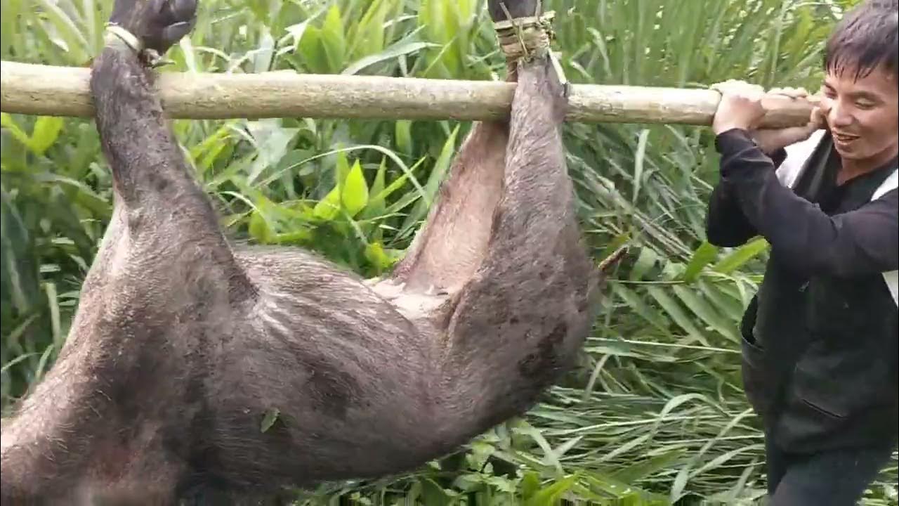 Hnub No Mus Caum Tau Ib Tug Npua Teb Loj Kawg Li - YouTube