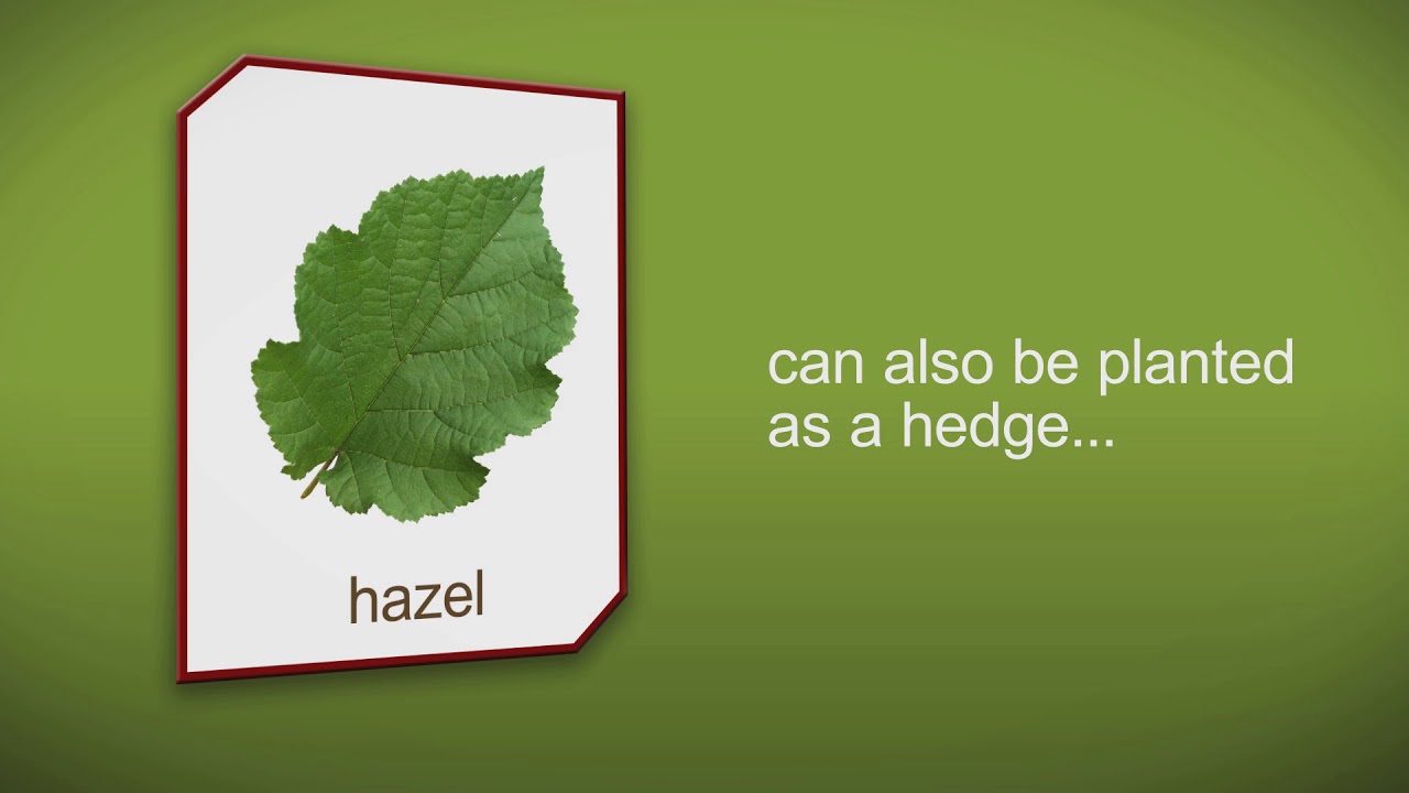 How to plant a Hazel Hedge Plant by Heathwood Nurseries - Grown from ...