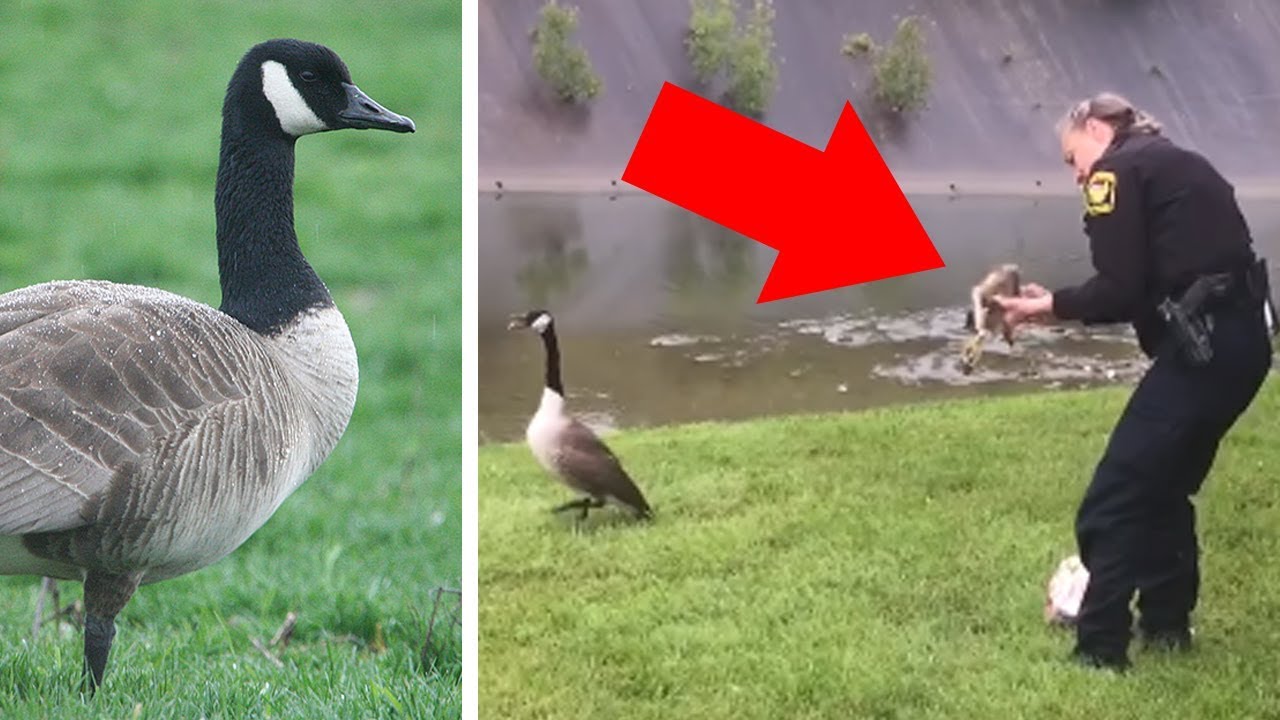 Goose Won’t Stop Pecking At Cops’ Patrol Car Until They Realize ...