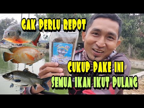 Mancing Pakai Umpan Ini...!! Semua jenis ikan pasti makan