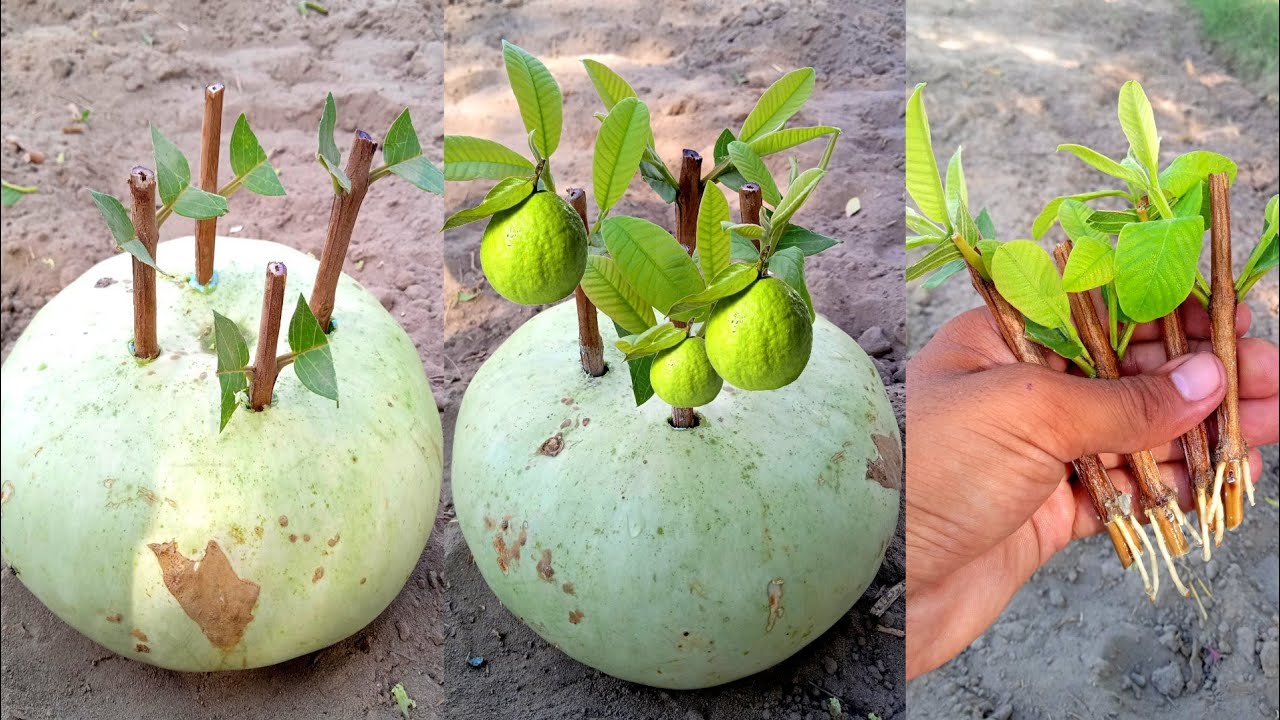 How To Grow Guava Tree From Cutting | Growing Guava Tree In Lauki - YouTube