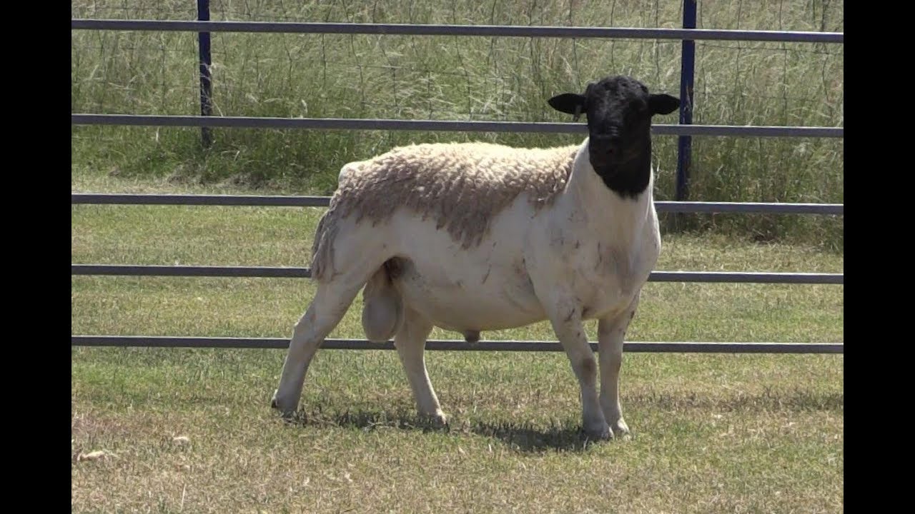 Lot 56 - Amarula Dorper Stud Ram 2019 - YouTube