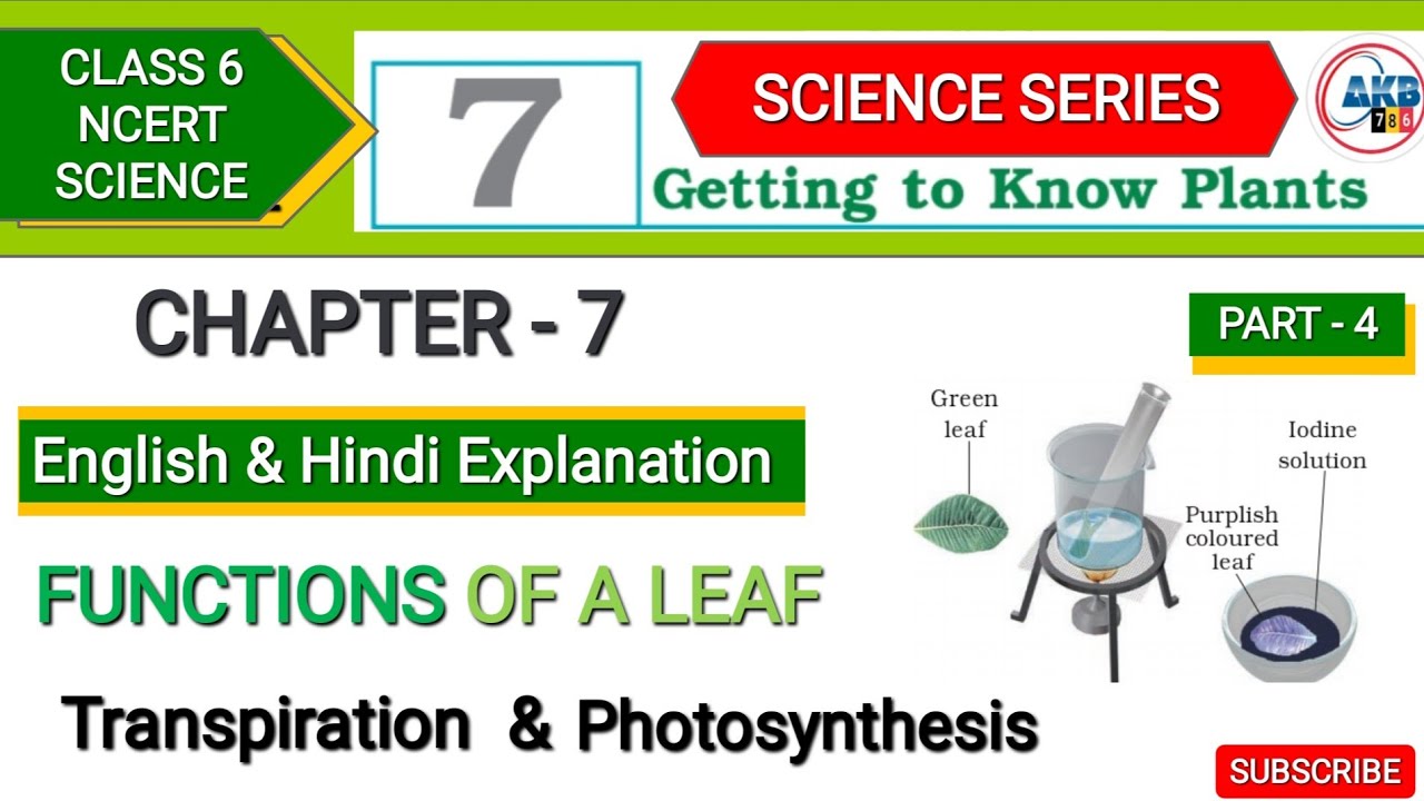 Getting To Know Plants Class 6 Chapter 7 Part 4 Functions Of A Leaf Getting To Know Plants Class 6 Chapter 7 Part 4 Functions Of A Leaf