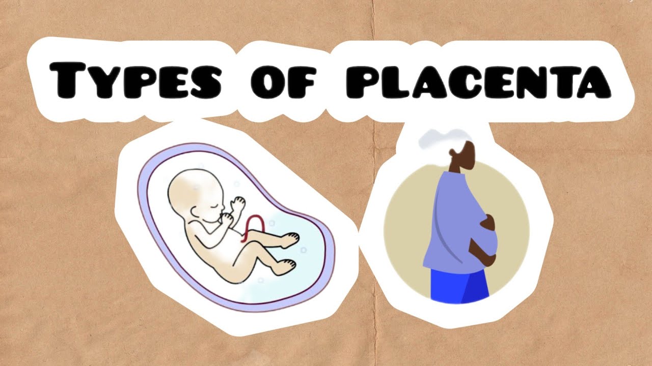 Placenta Classification | Shape, Layers & Origin l Easy Biology Guide # ...
