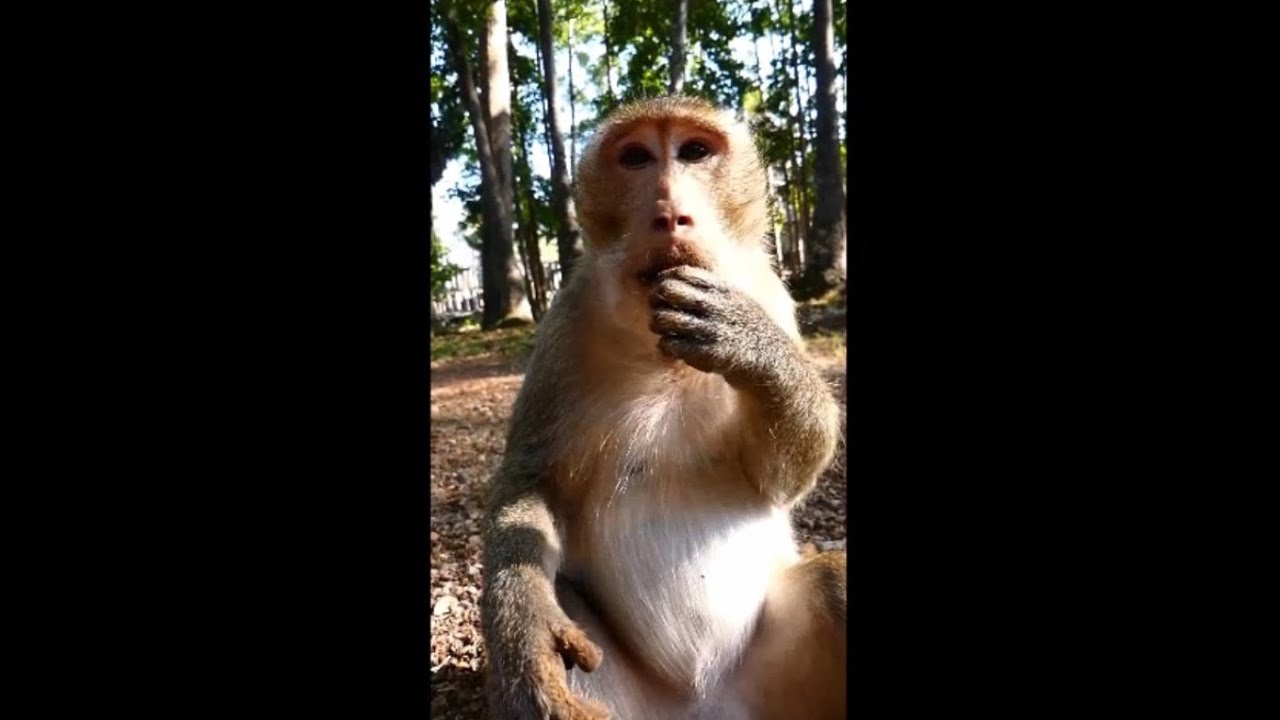 Allow me to introduce... Brutus jr - YouTube