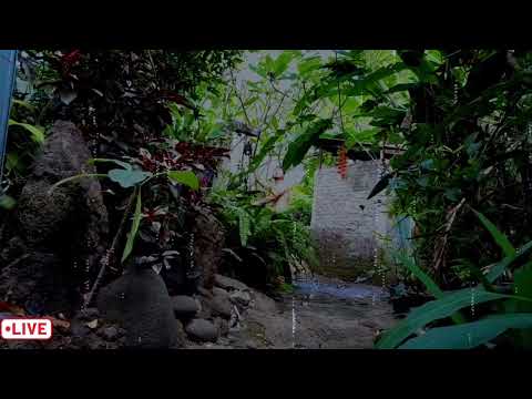 Take a shower|| Take a Peek at People Bathing Naked in the Rain, Relaxation in Heavy Rain!!