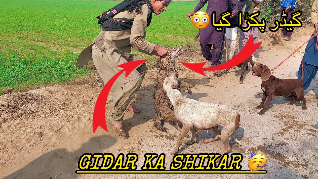 Gidar ka shikar murgia 🐓 khane wala gidar aakhar pakra gia |With arabic ...