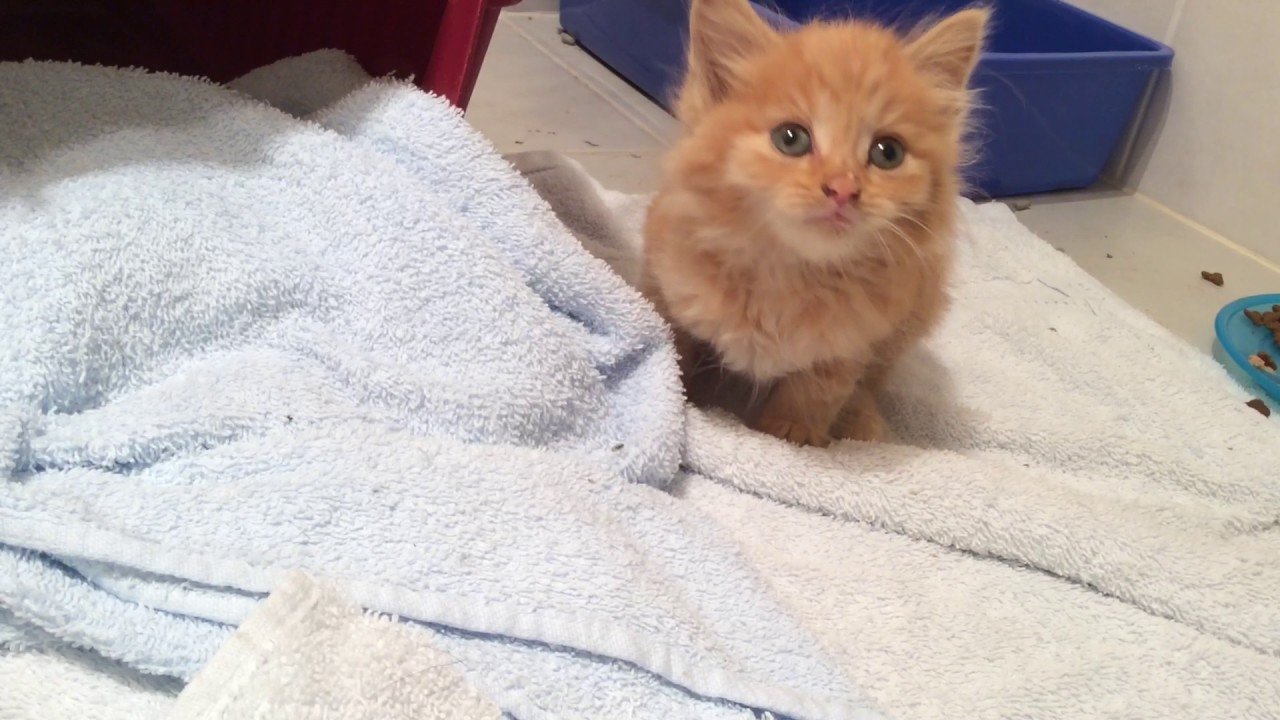Female ginger kitten - YouTube