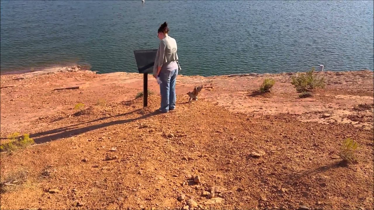 Red Fleet Lake Dinosaur tracks - YouTube