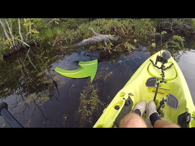 Huge Snapping Turtle Eats Duck Woai Sometimes Having Animals Is So