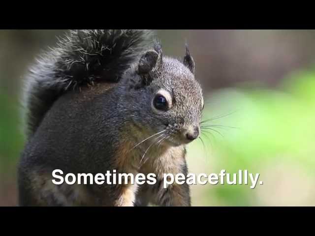 Doug Squirrel Meme