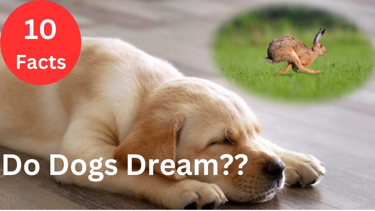 10 Interesting Facts About Dogs - YouTube