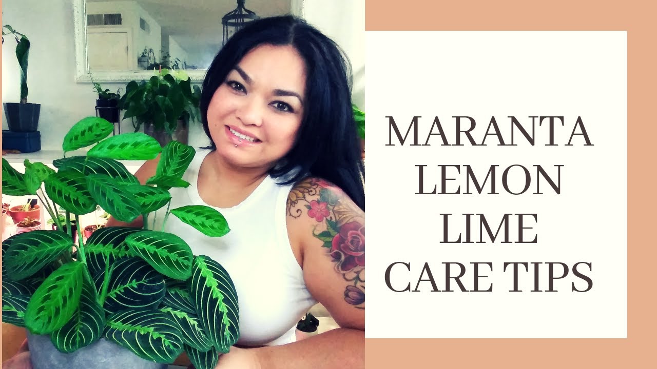Maranta Lemon Lime Plant Care | Prayer plant care | Full houseplant ...